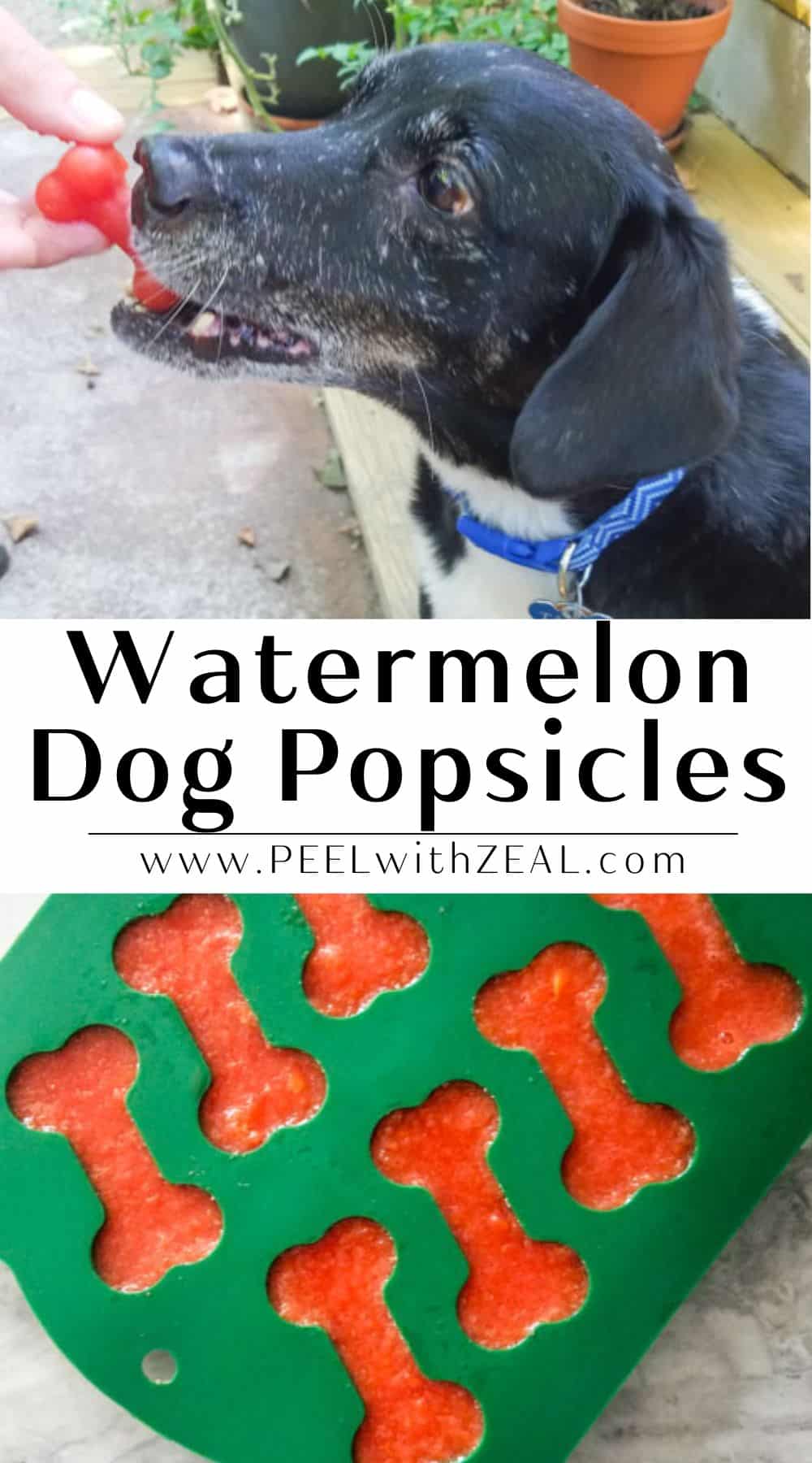Easy Watermelon Carrot Pupsicles-Homemade Dog Popsicles