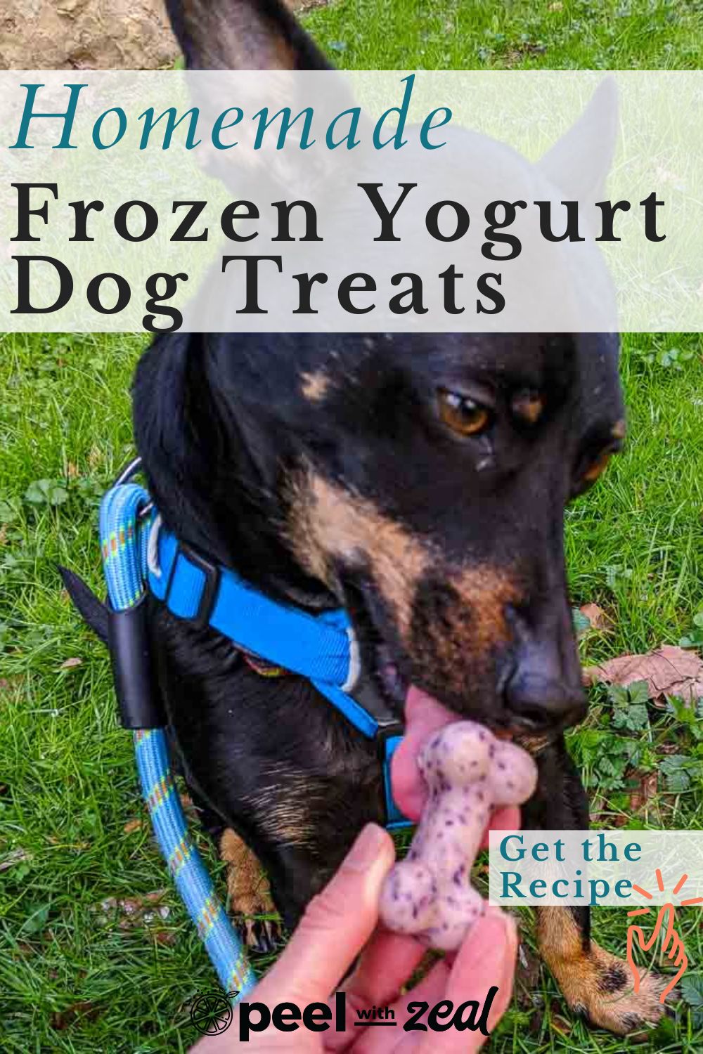 Blueberry Frozen Dog Treats (Easy and Safe) - Peel with Zeal